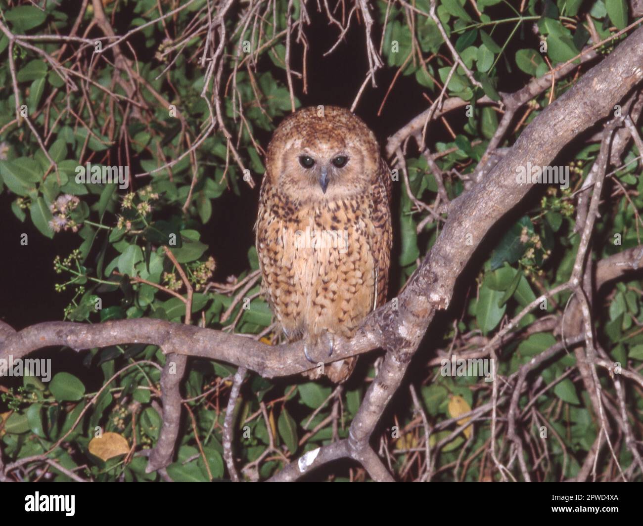 Pel's fishing owl (Scotopelia peli) is a large species of owl found in ...