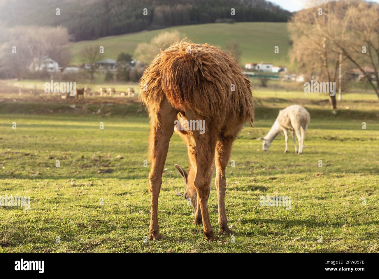 Back fram hi-res stock photography and images - Alamy