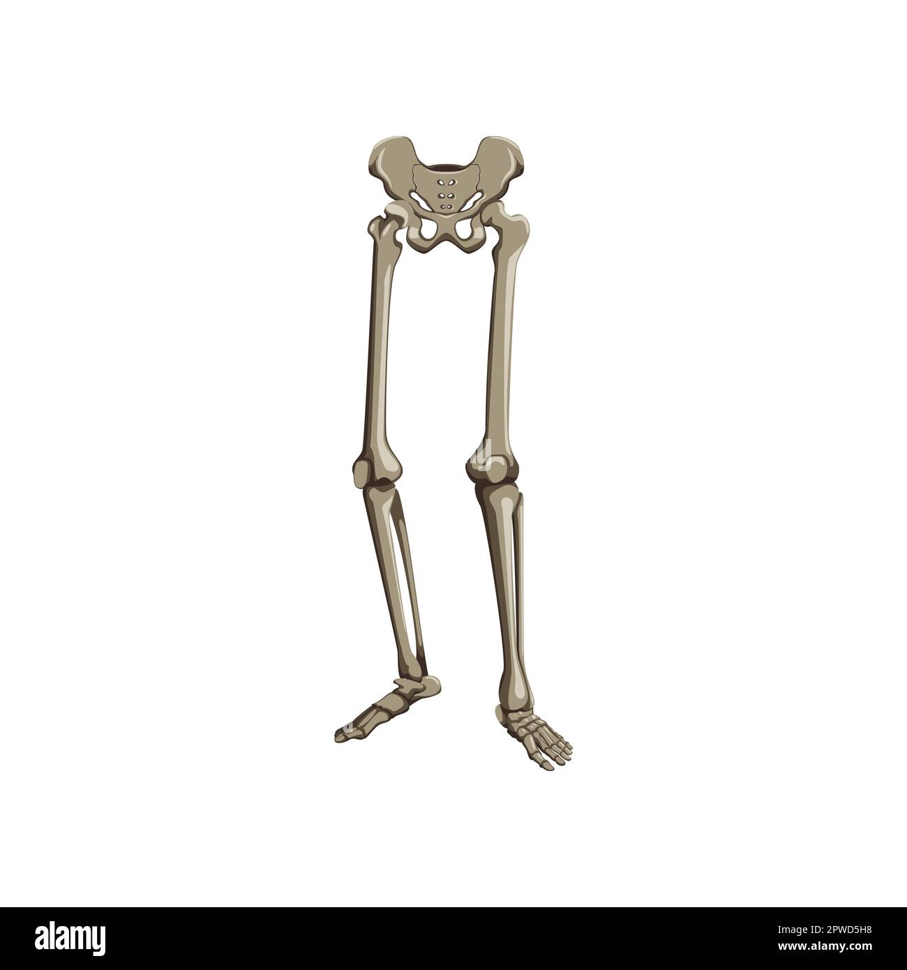 Realistic human low part of skeleton cartoon illustration Stock Vector ...