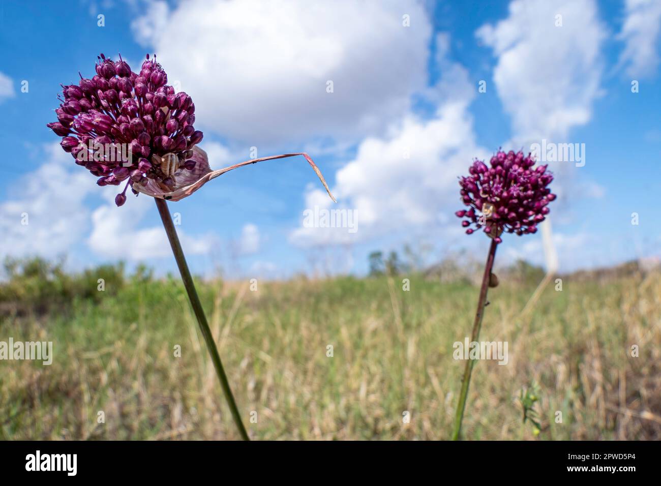 Flowers of Allium ampeloprasum or Broadleaf Wild Leek or Elephant ...