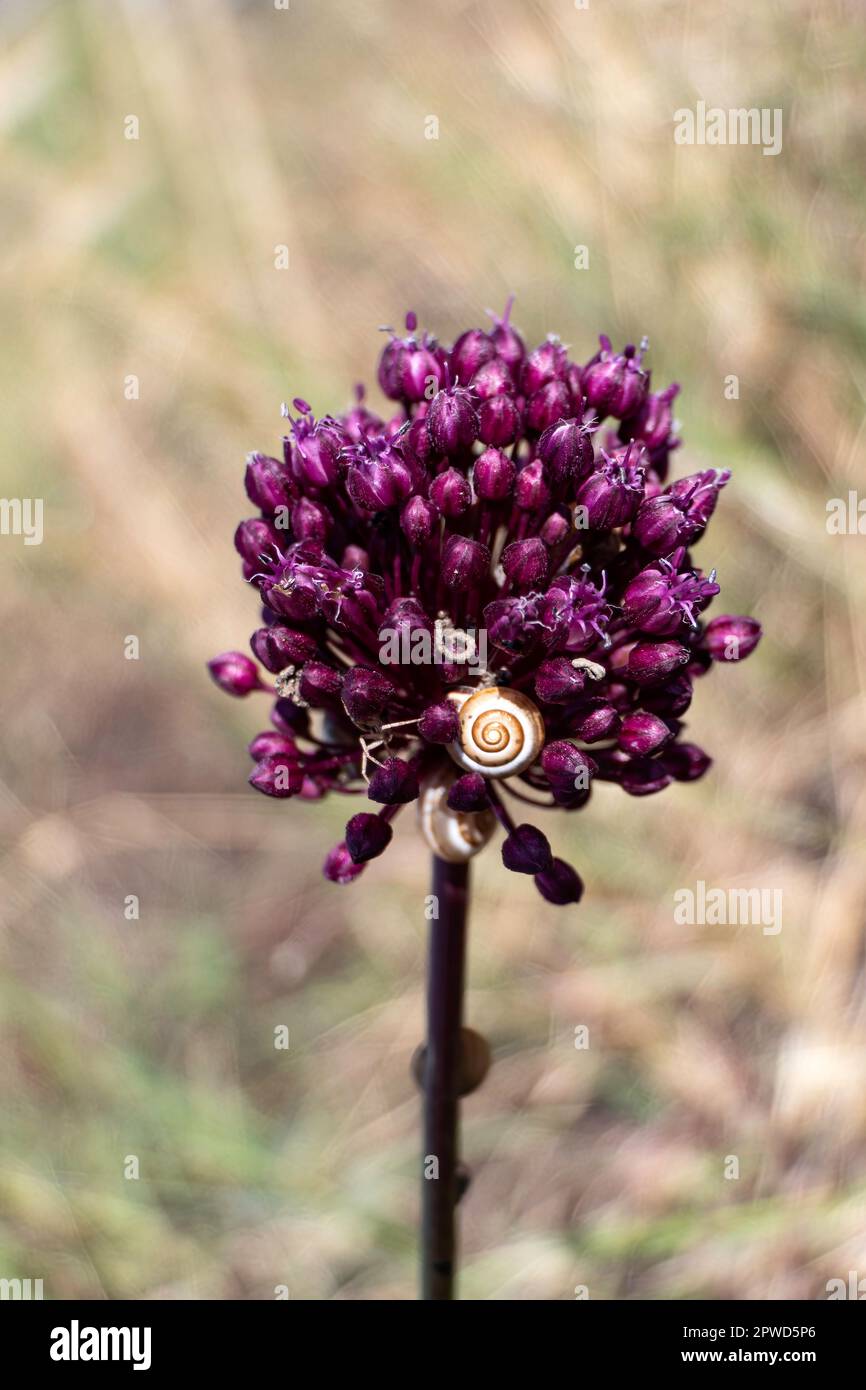 Elephant garlic plants hi-res stock photography and images - Alamy