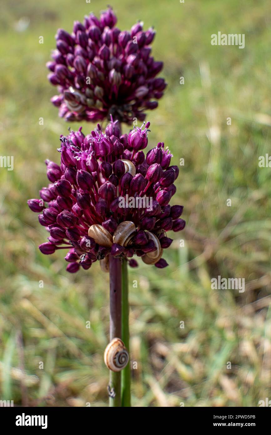 Elephant garlic plants hi-res stock photography and images - Alamy
