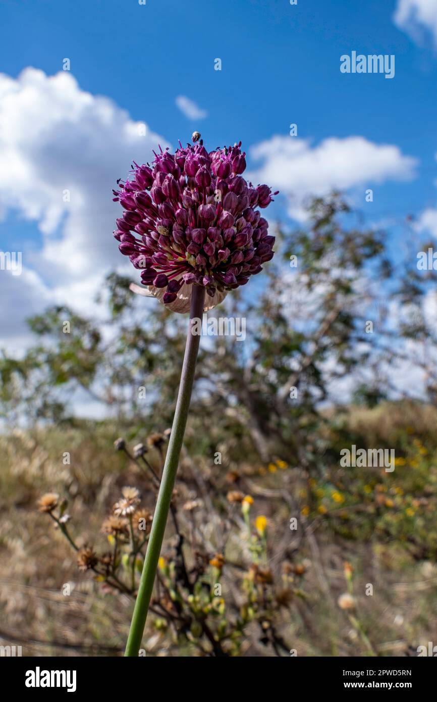 Flowers of Allium ampeloprasum or Broadleaf Wild Leek or Elephant ...