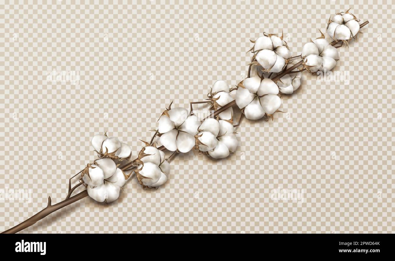 Realistic cotton branch with flowers, beautiful stem with white ...
