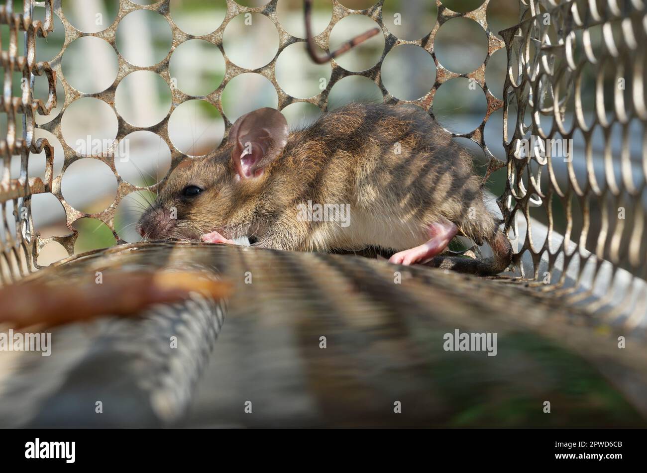 Rat in cage mousetrap, Mouse finding a way out of being confined ...
