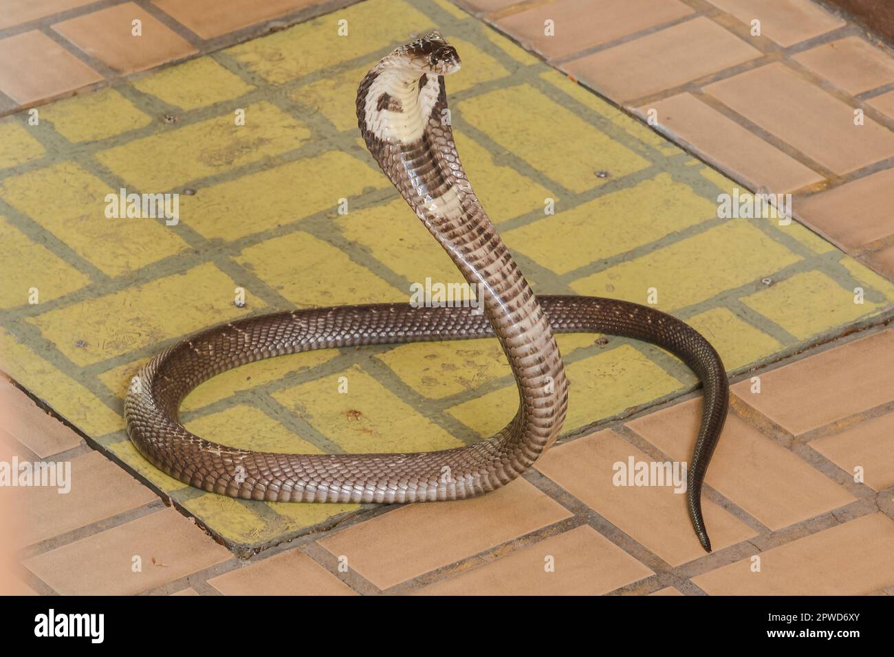 Cobra is on the floor Is a medium sized snake There is one serious ...