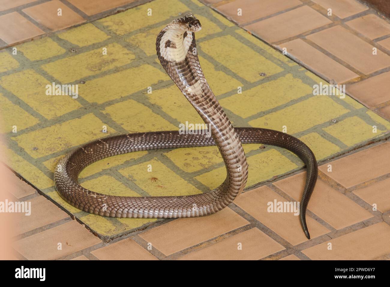 Cobra is on the floor Is a medium sized snake There is one serious ...