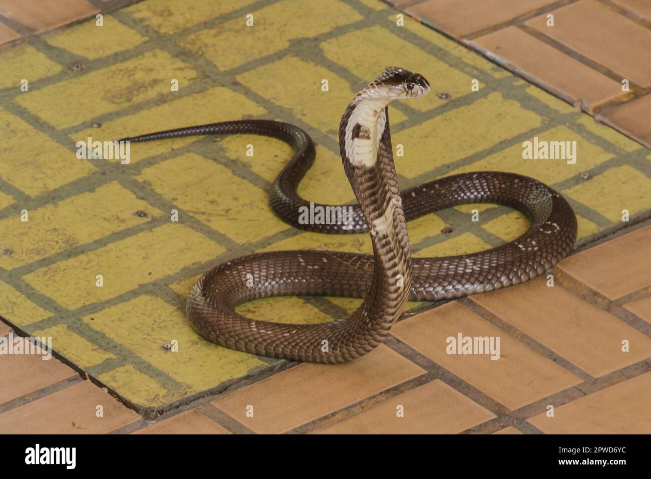 Cobra is on the floor Is a medium sized snake There is one serious ...