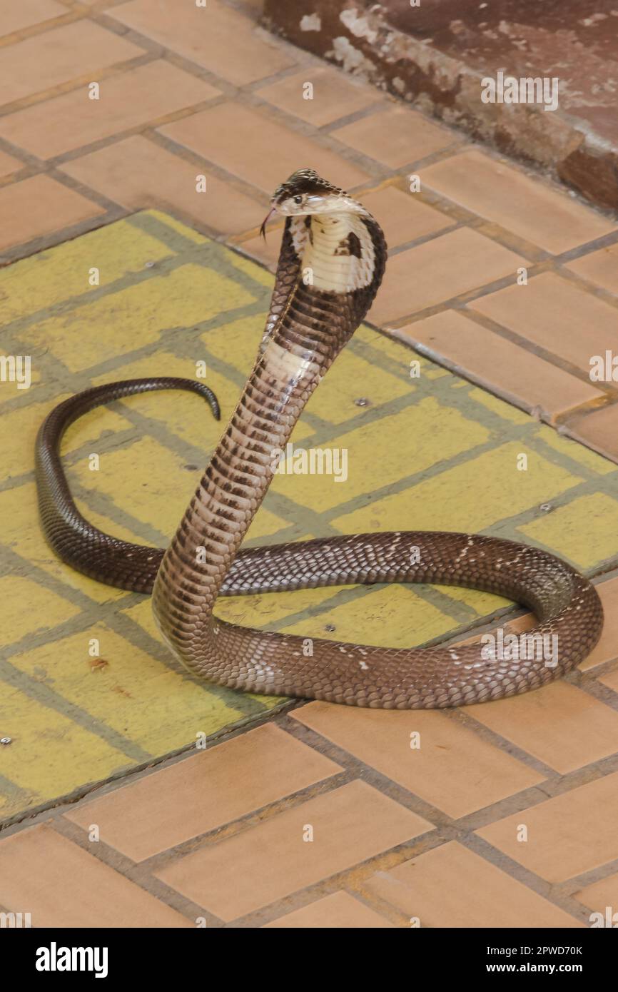 Cobra is on the floor Is a medium sized snake There is one serious ...