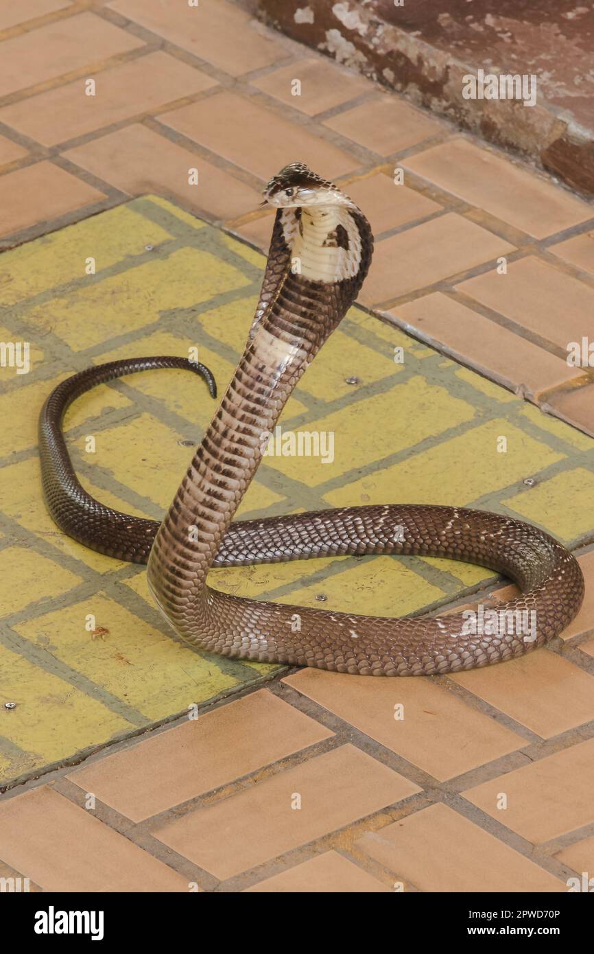 Cobra is on the floor Is a medium sized snake There is one serious ...