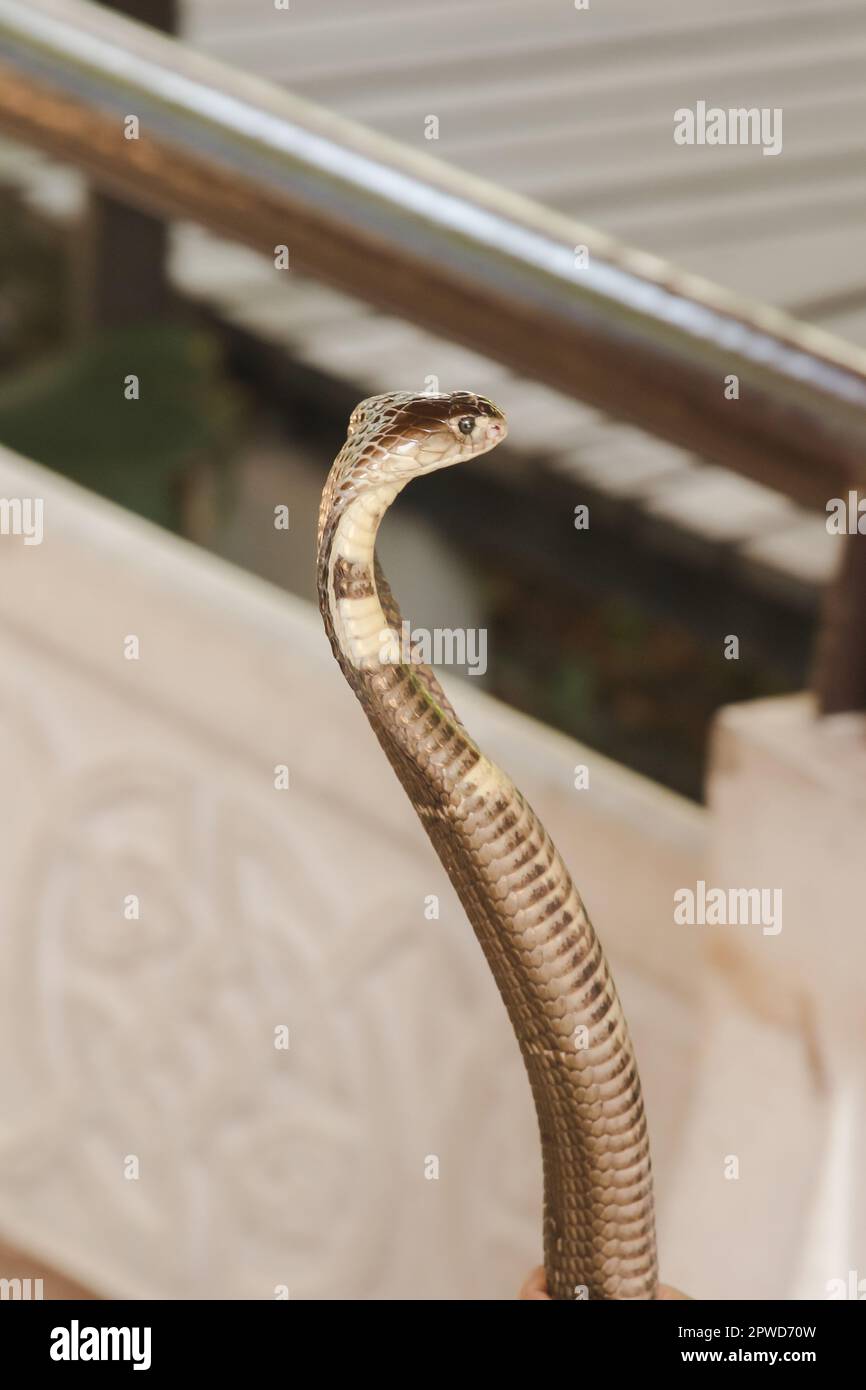 Cobra is on the floor Is a medium sized snake There is one serious ...