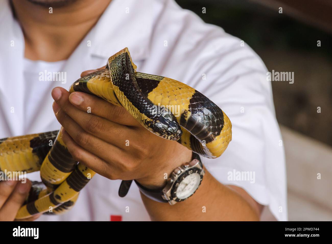 Malayan Krait is on a man's hand. A snake with black and white stripes ...
