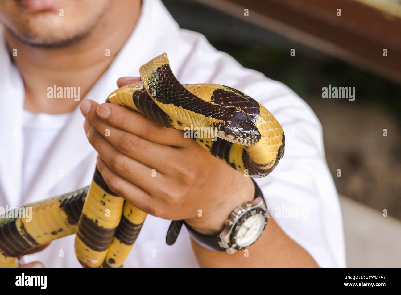 Malayan Krait is on a man's hand. A snake with black and white stripes ...
