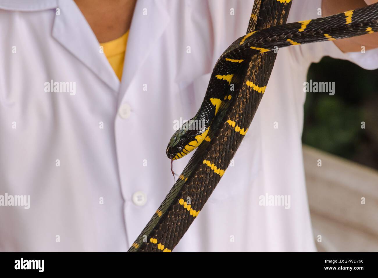 Malayan Krait is on a man's hand. A snake with black and white stripes ...