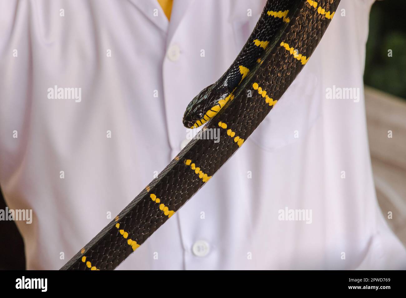 Malayan Krait is on a man's hand. A snake with black and white stripes ...