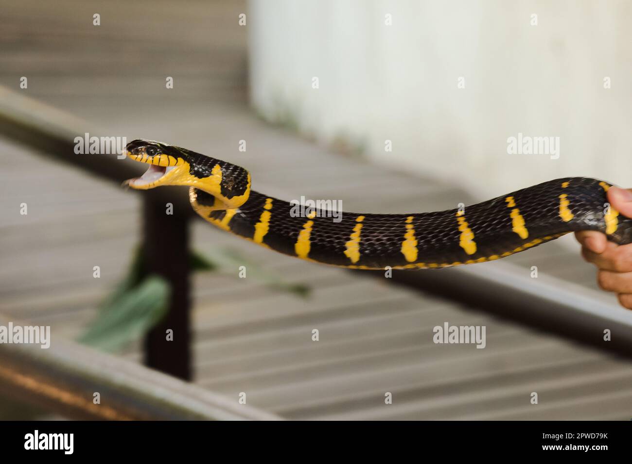 Malayan Krait is on a man's hand. A snake with black and white stripes ...
