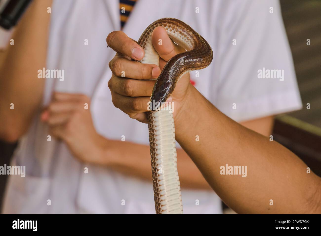 Sunbeam snake on the hands of men Is a non-venomous snake The body is ...