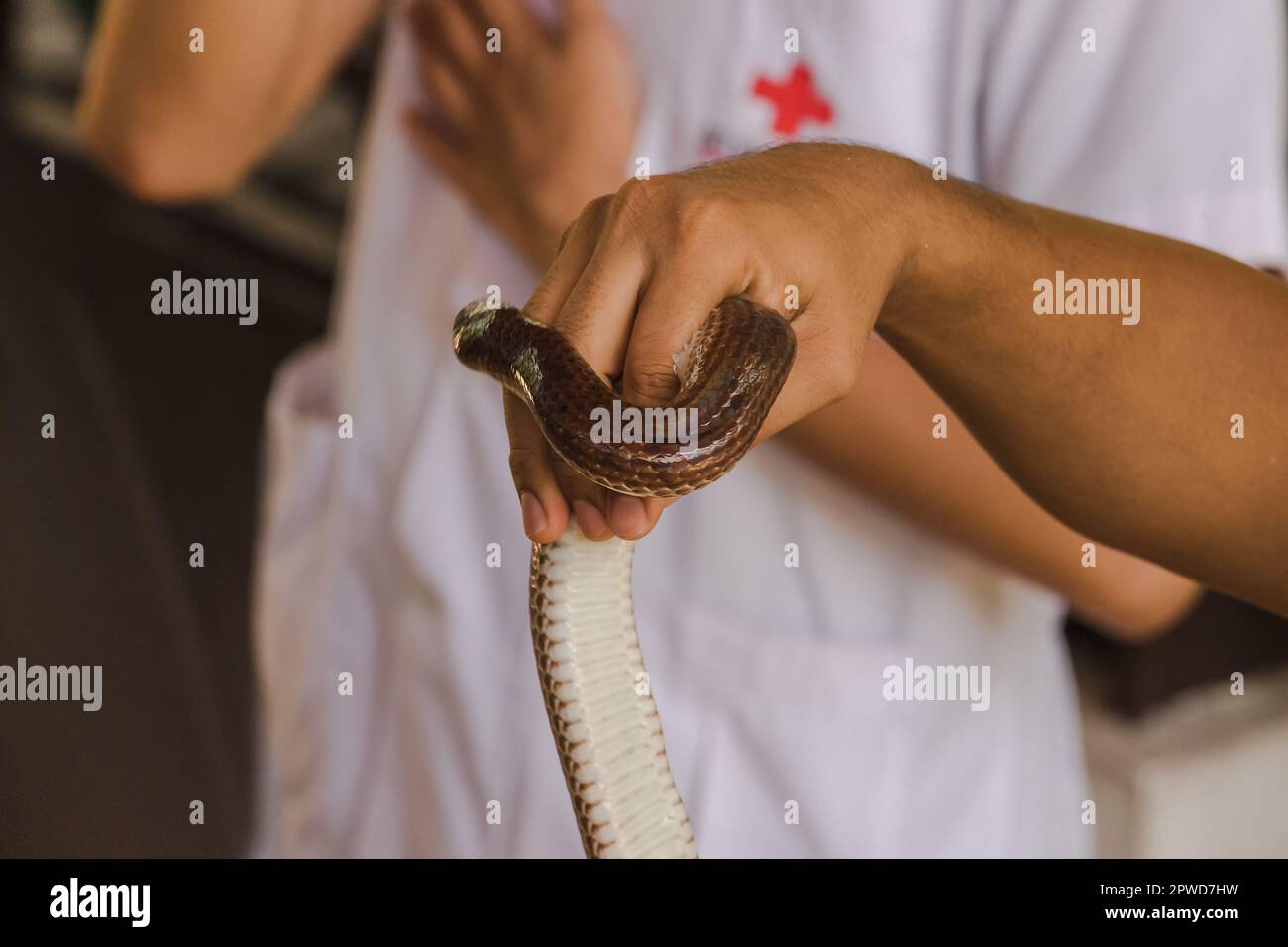 Sunbeam snake on the hands of men Is a non-venomous snake The body is ...