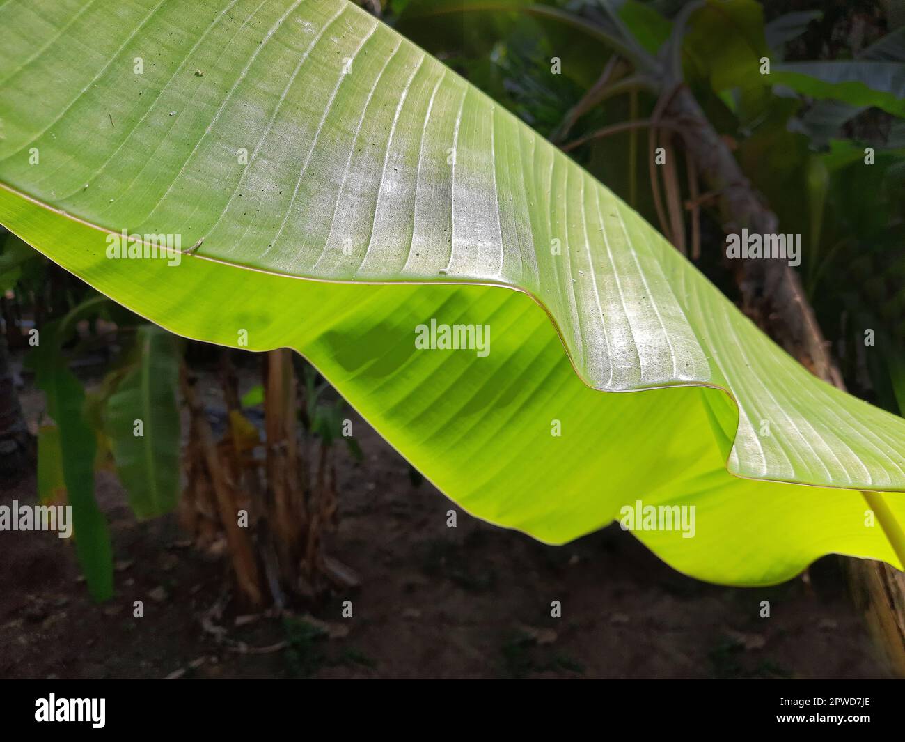 Bannana leaf as abstract form Stock Photo - Alamy
