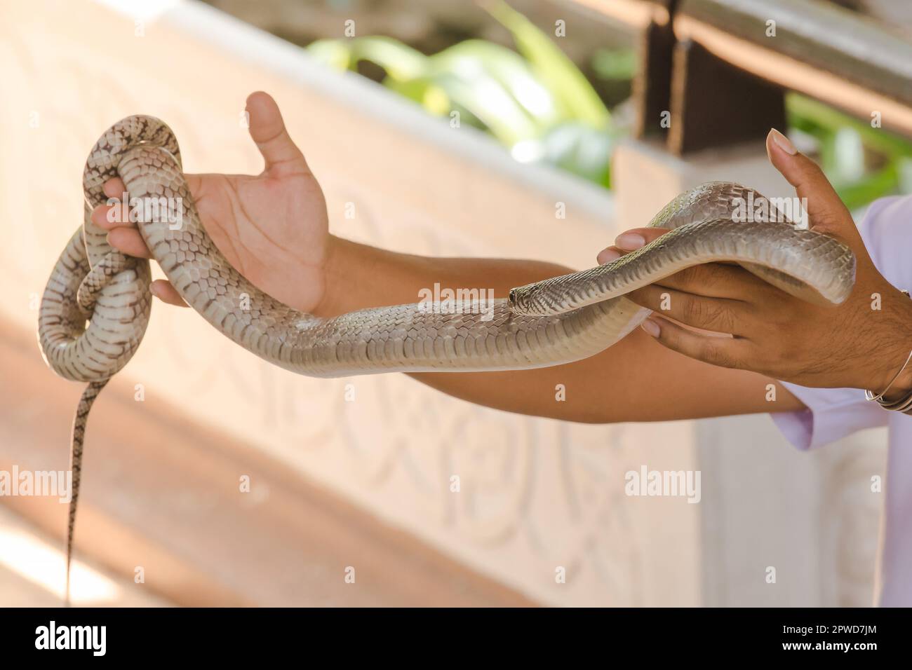 Keelback in men's hands Keelback a small snake that is not poisonous ...