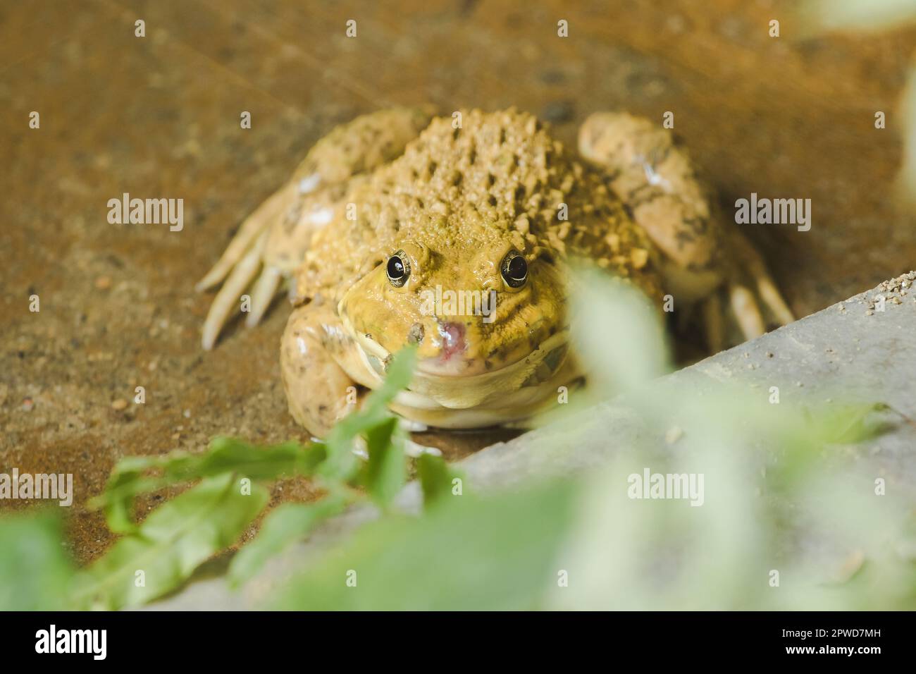 Frogs on the ground in the pond Which is an amphibian animal Stock ...