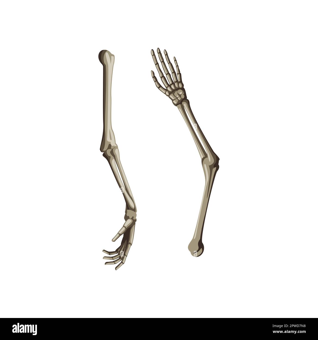 Realistic human skeleton arms cartoon illustration Stock Vector Image ...