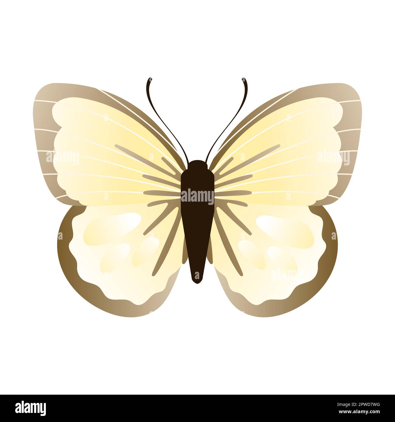 white cabbage butterfly. Vector illustration of insect with pattern on ...