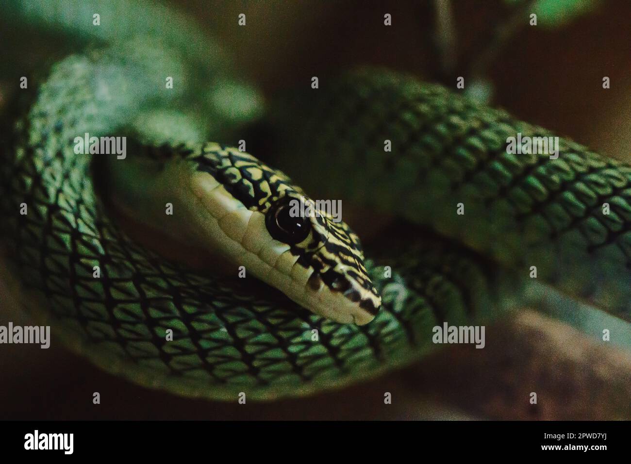 Chrysopelea ornata on a branch is a snake with a slender body. Green ...