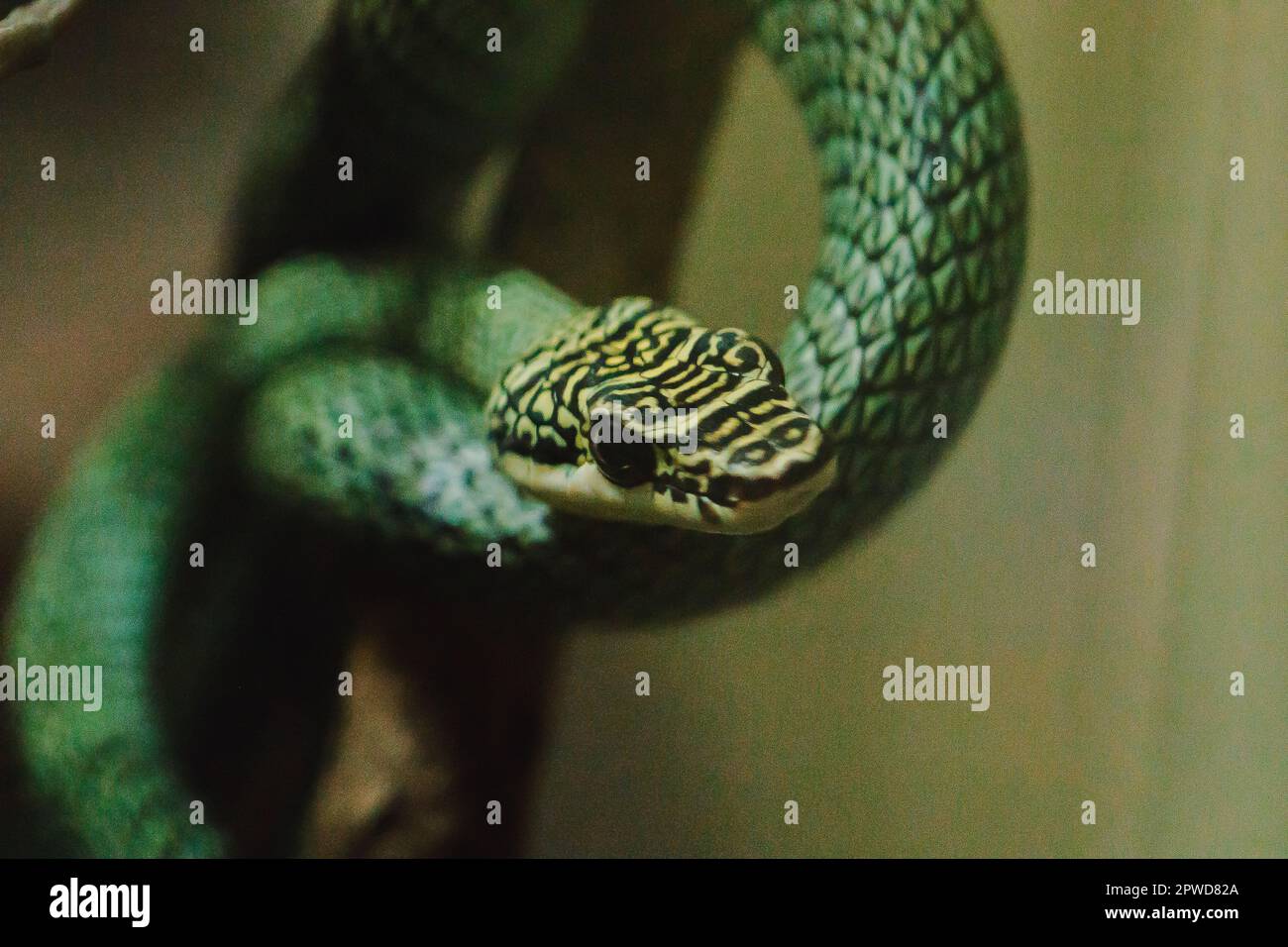 Chrysopelea ornata on a branch is a snake with a slender body. Green ...