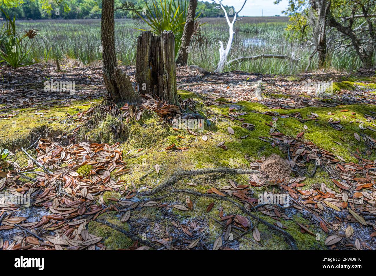 View along the Shipyard Creek marsh area near the hiking trail at the ...