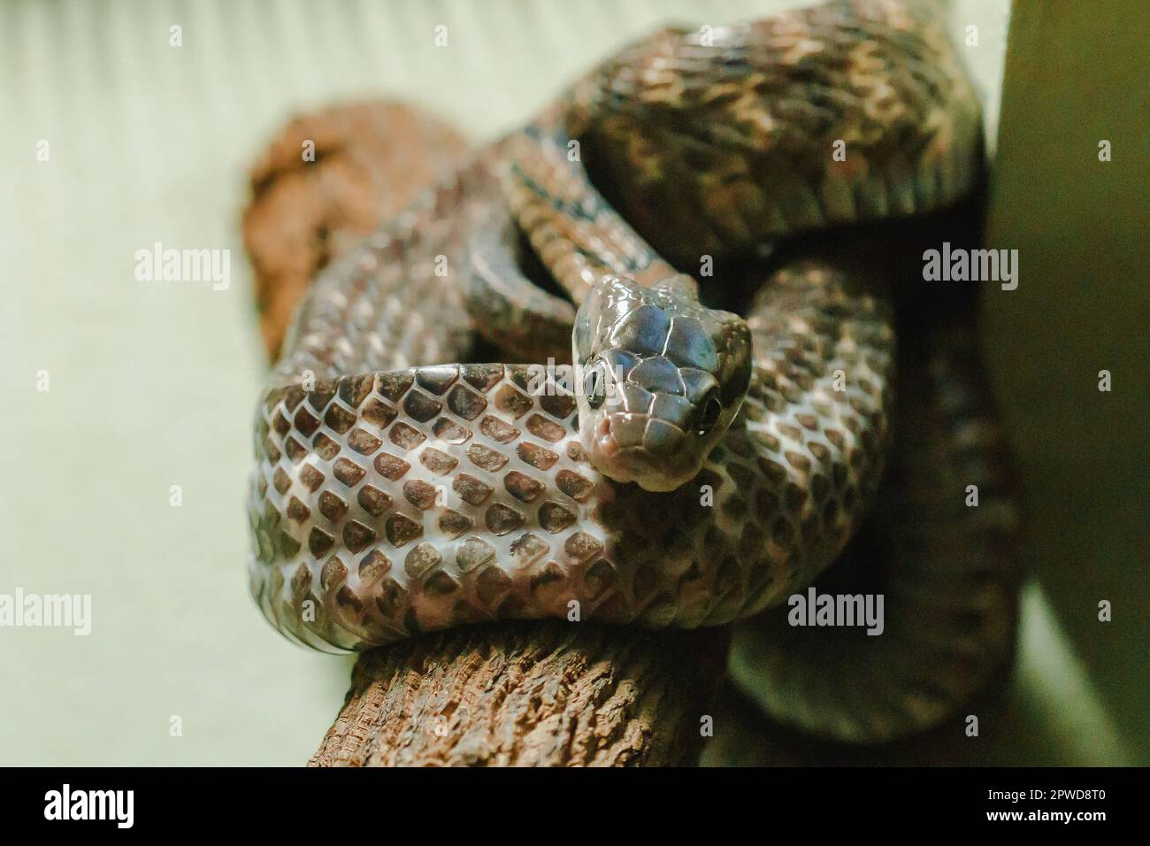 Dog-toothed cat snake on a branch with big eyes Nocturnal Stock Photo ...