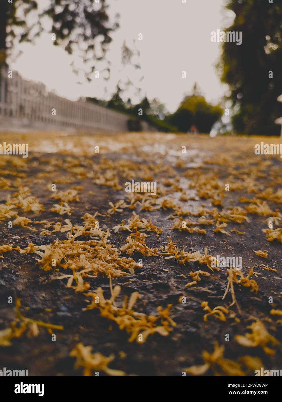 OUTDOOR NATURE PARK GROUND AUTUMN SEASON PHOTOGRAPHY, TREES RAIN LEAVES ...