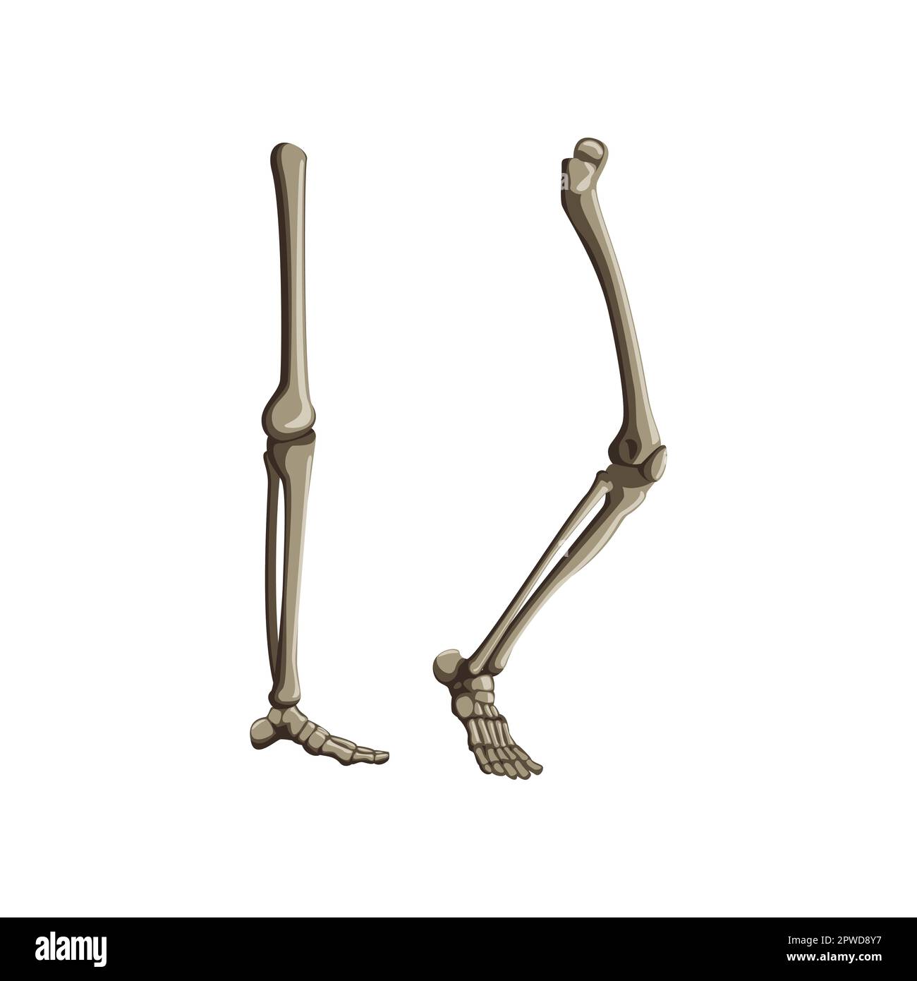 Long straight legs Stock Vector Images - Alamy