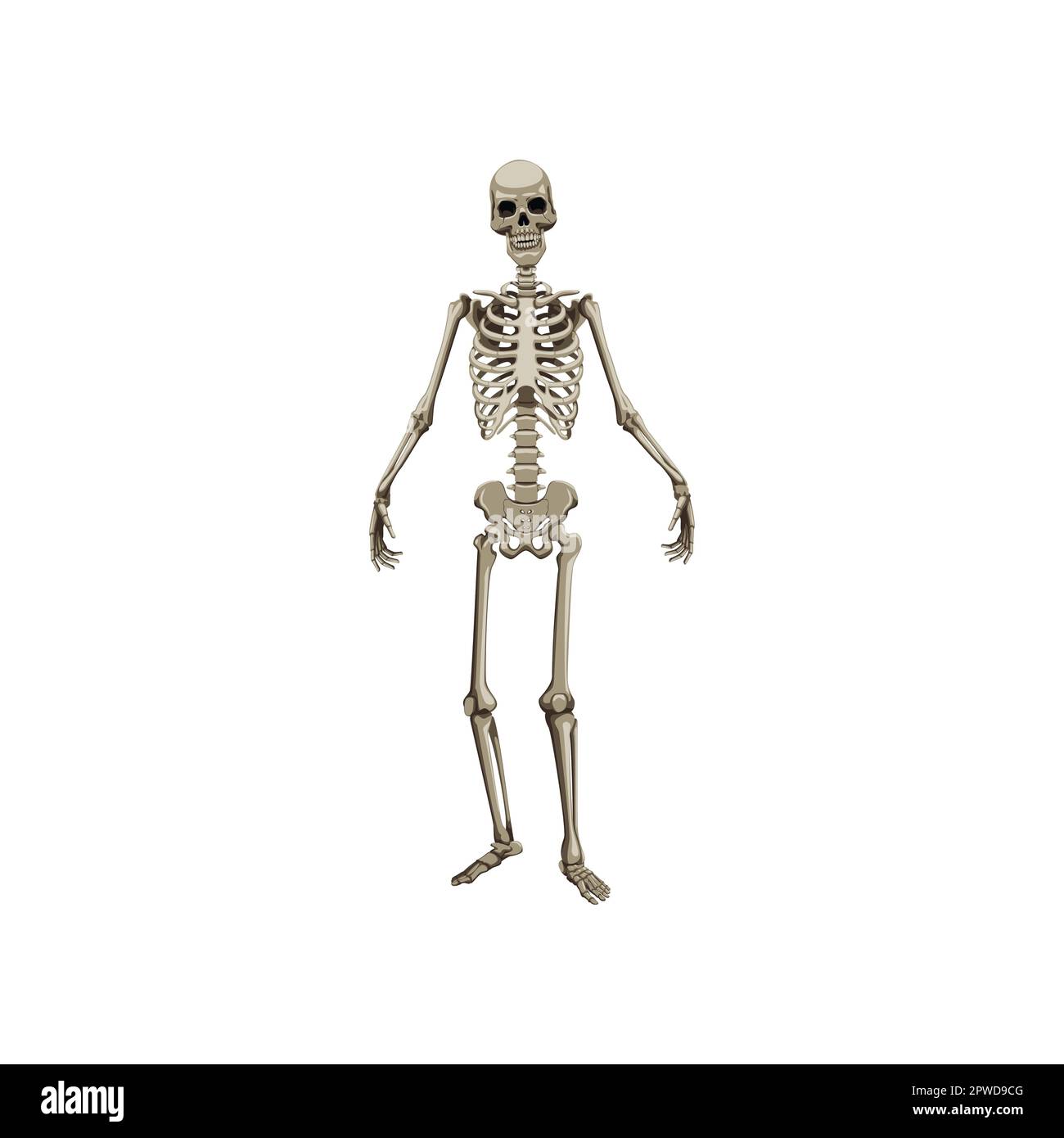 Realistic human skeleton full body cartoon illustration Stock Vector ...