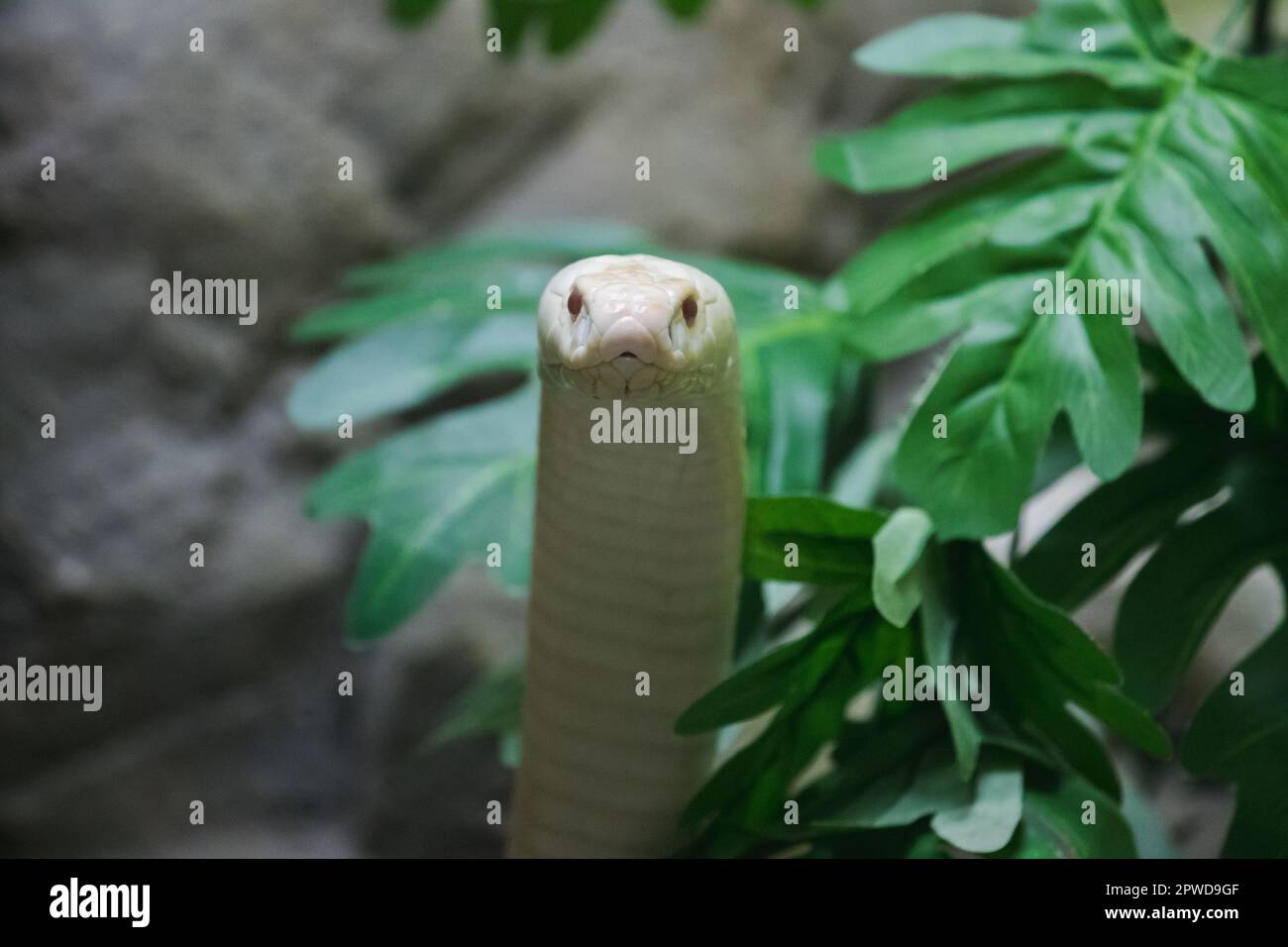 Banded cobra hi-res stock photography and images - Alamy
