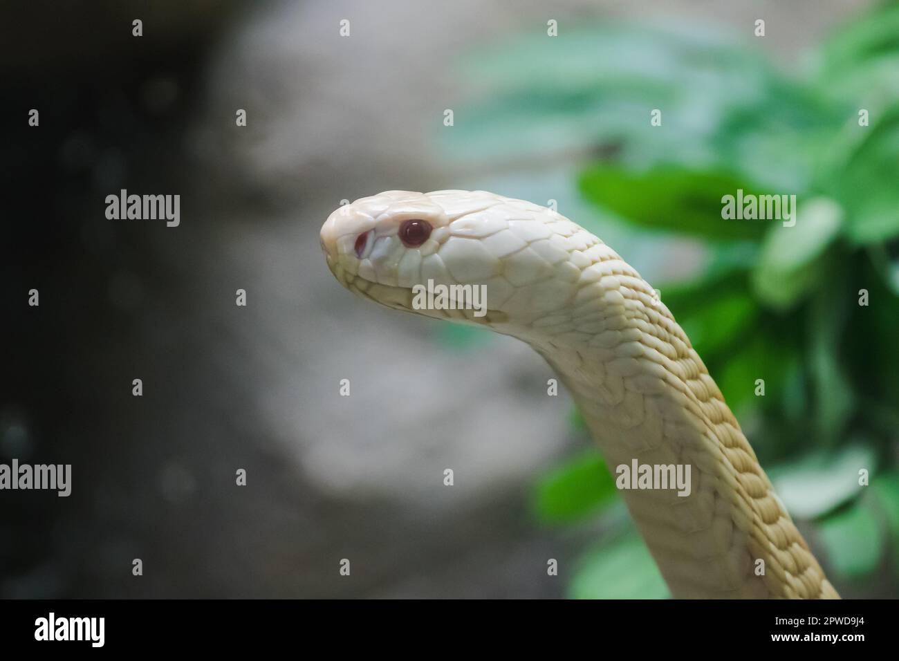 A white cobra looking through the glass closet in the zoo Stock Photo ...