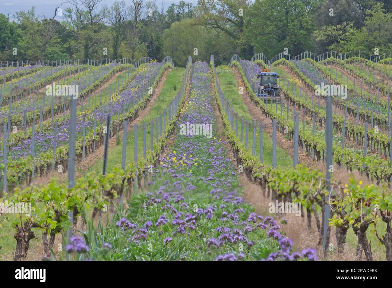 Arzens Aude France 04.28.23 Parallel rows of bright green grape vines ...