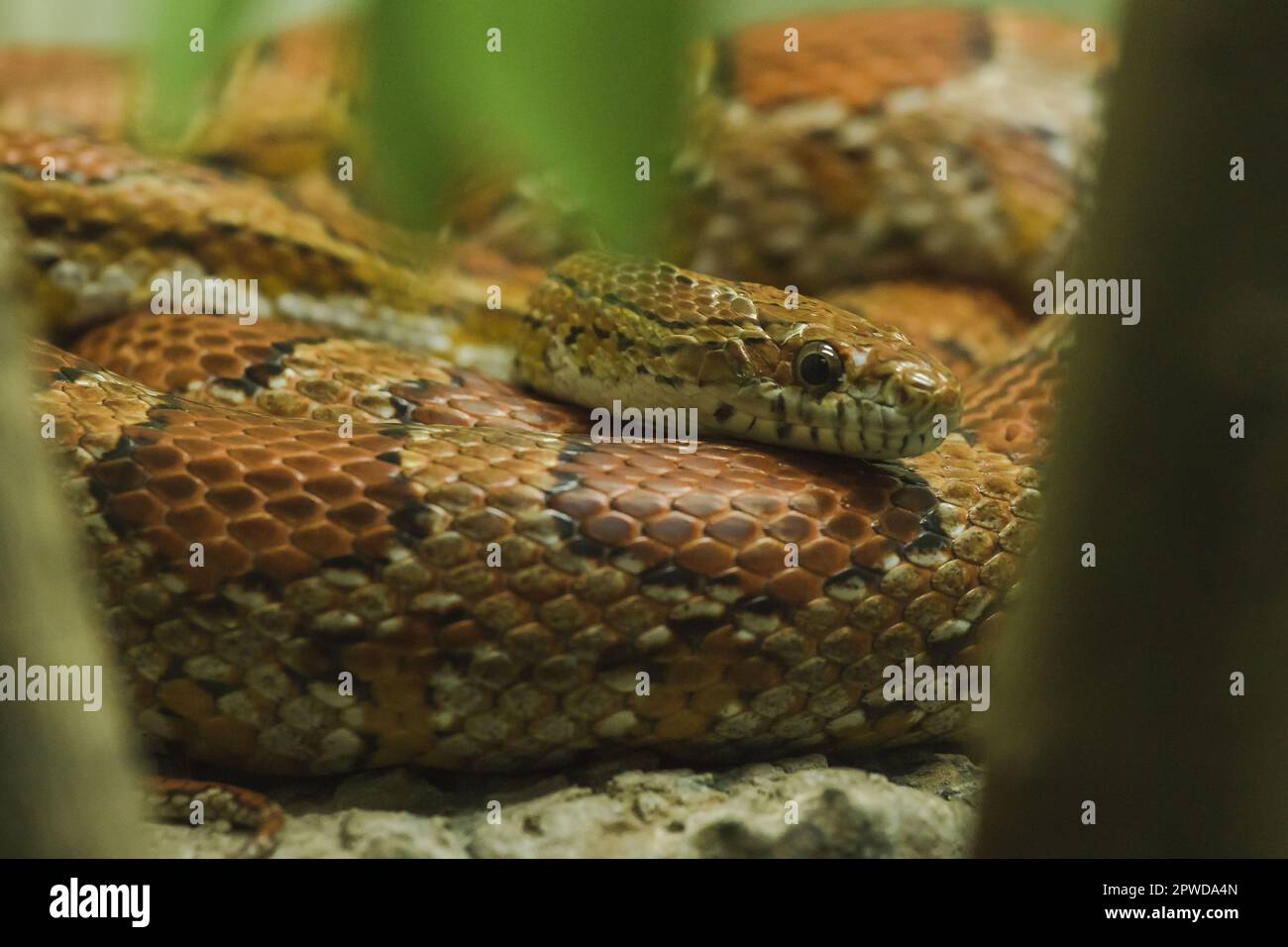 Corn Snake on the rock Is a snake that has been popular for raising ...