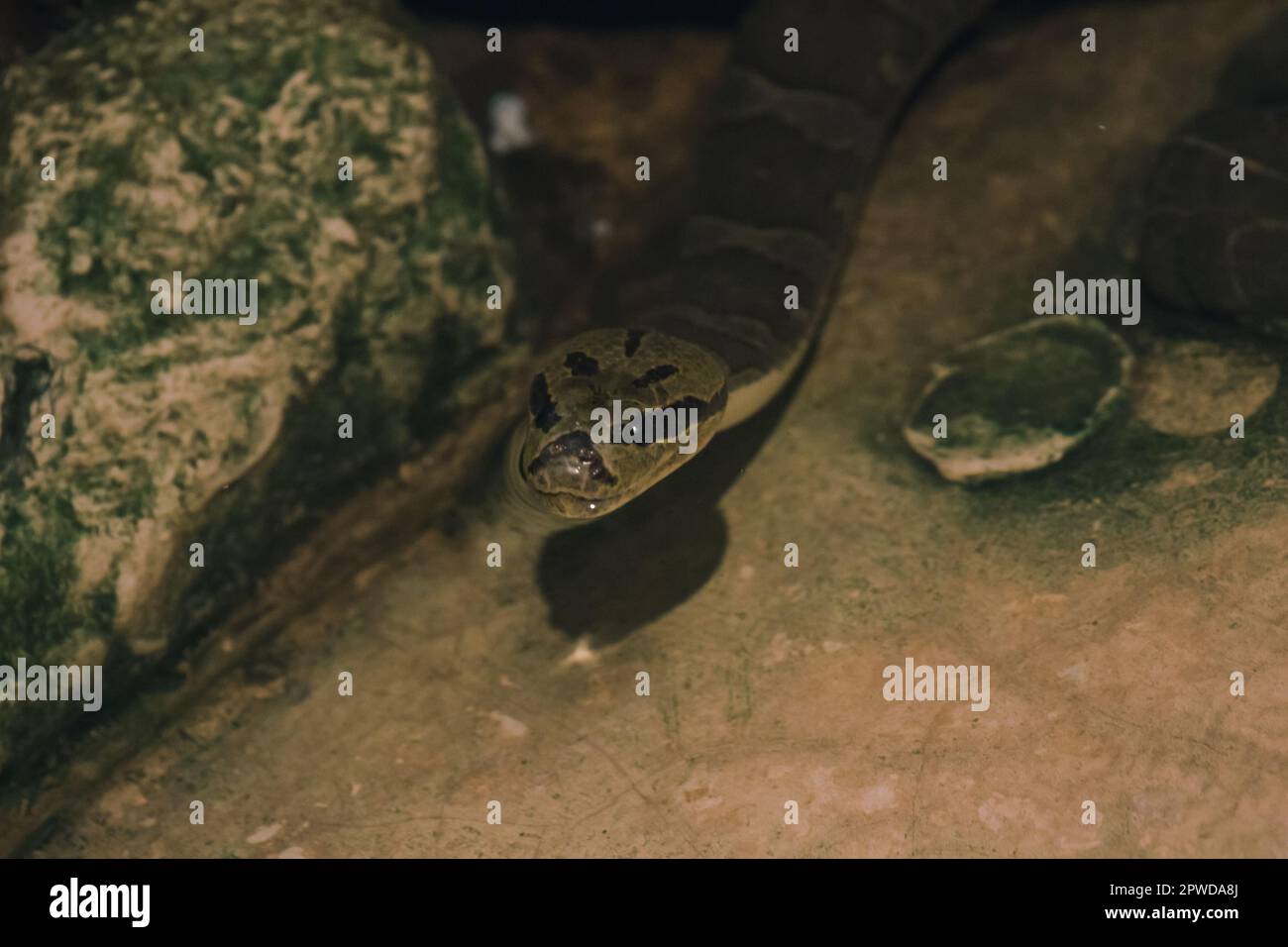 Homalopsis buccata in the water has a distinctive light brown color on ...