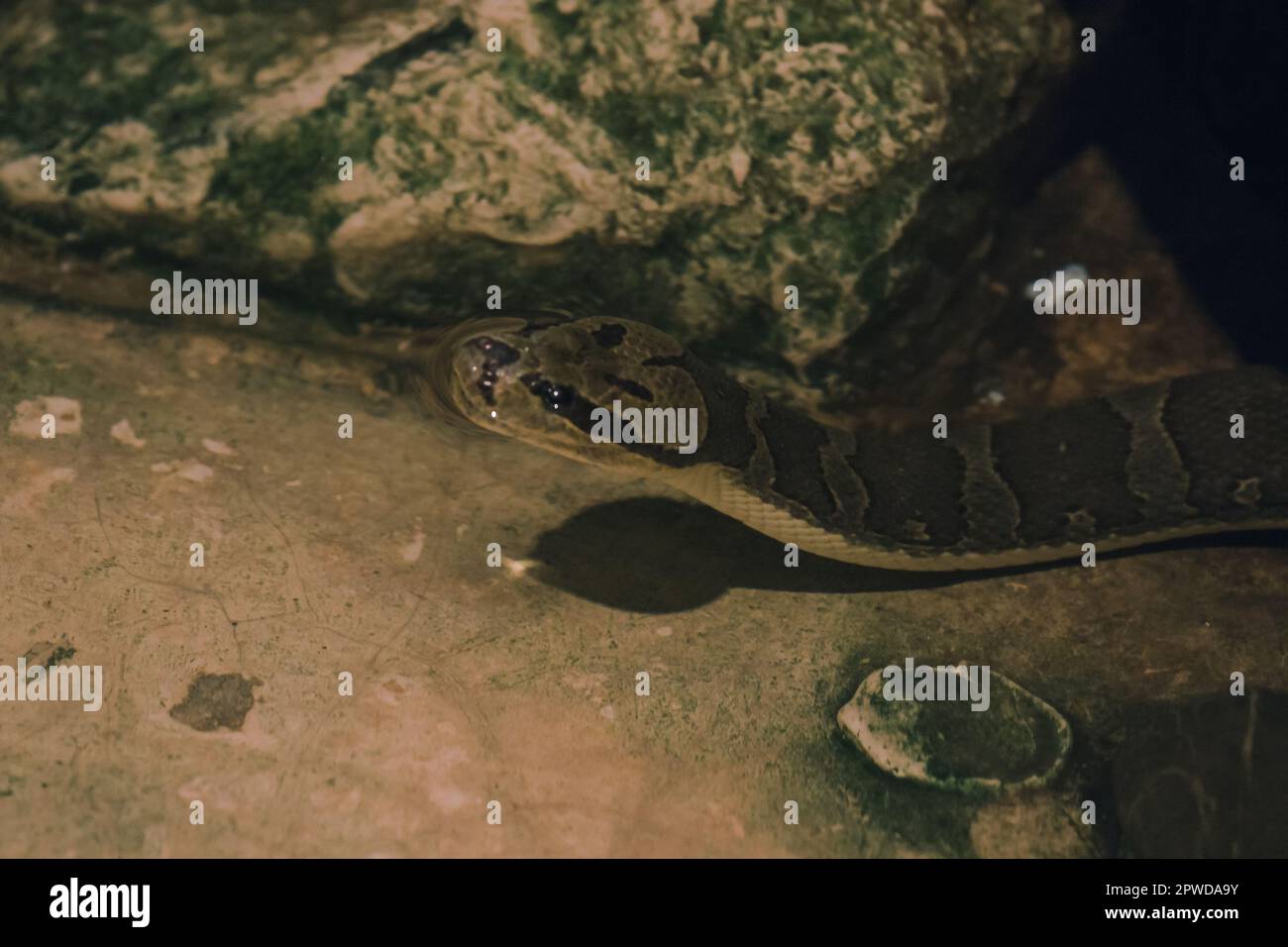 Homalopsis buccata in the water has a distinctive light brown color on ...