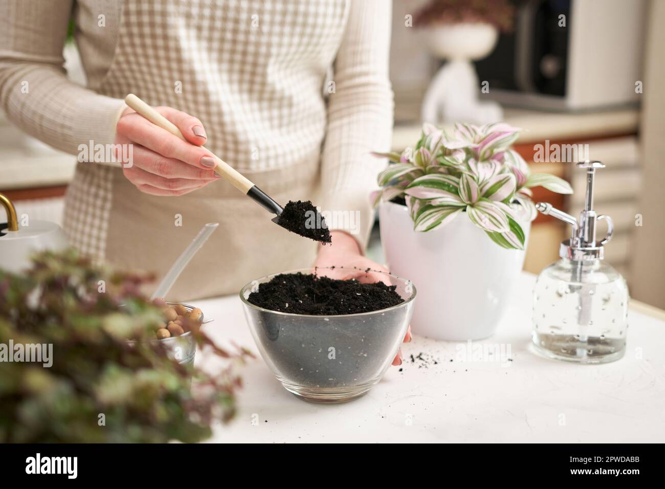 woman preparing soil for tradescantia pink clone plant replanting Stock ...