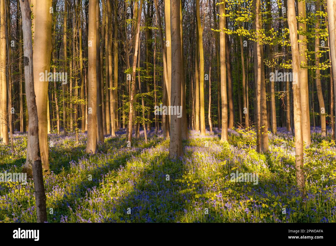 The rising sun illumingating a flowerbed of bluebells in the Hallerbos ...