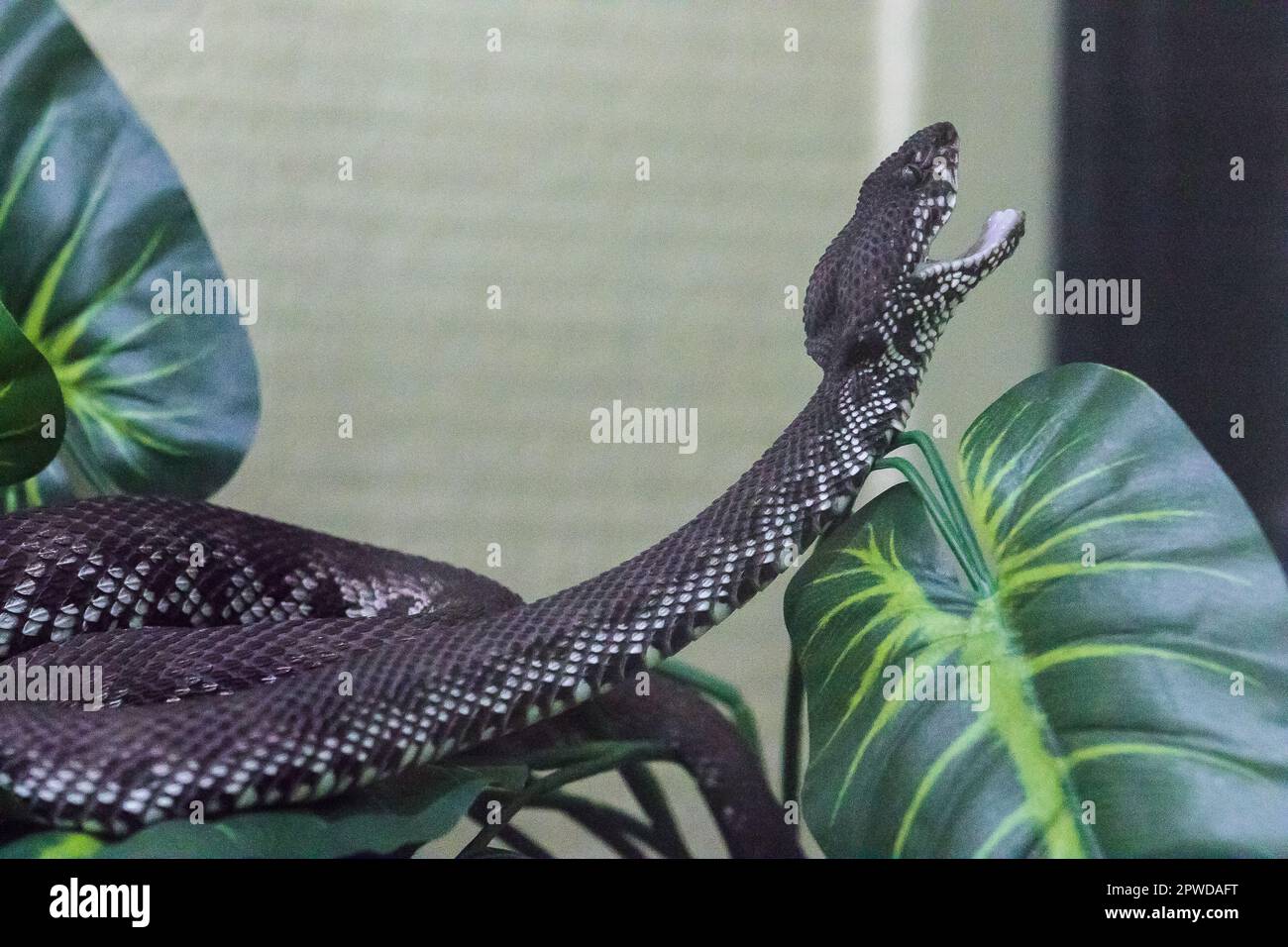 The pitviper on the tree body has a wavy green pattern. A large ...