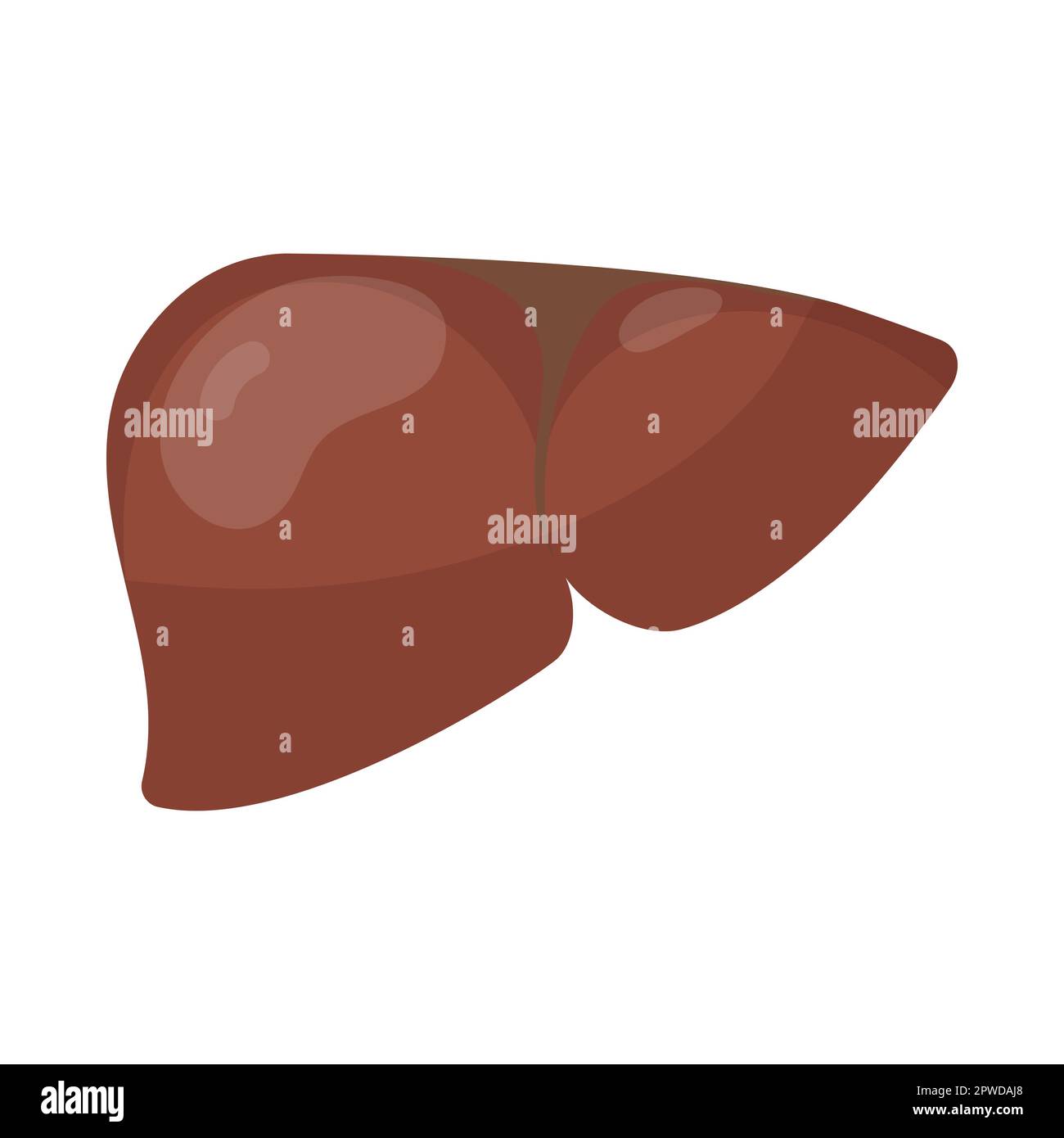 Healthy liver of patient cartoon illustration Stock Vector Image & Art ...