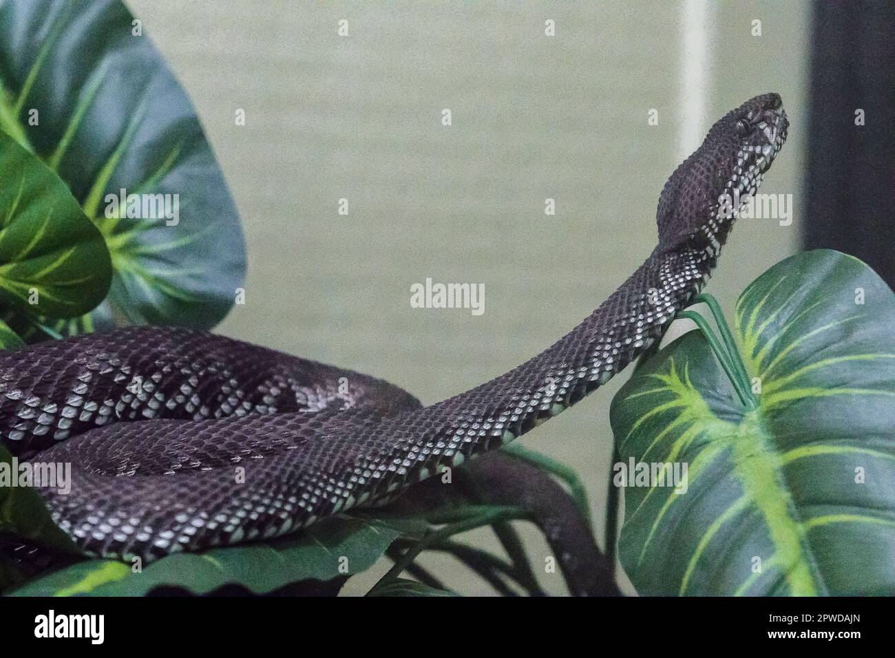 The pitviper on the tree body has a wavy green pattern. A large ...