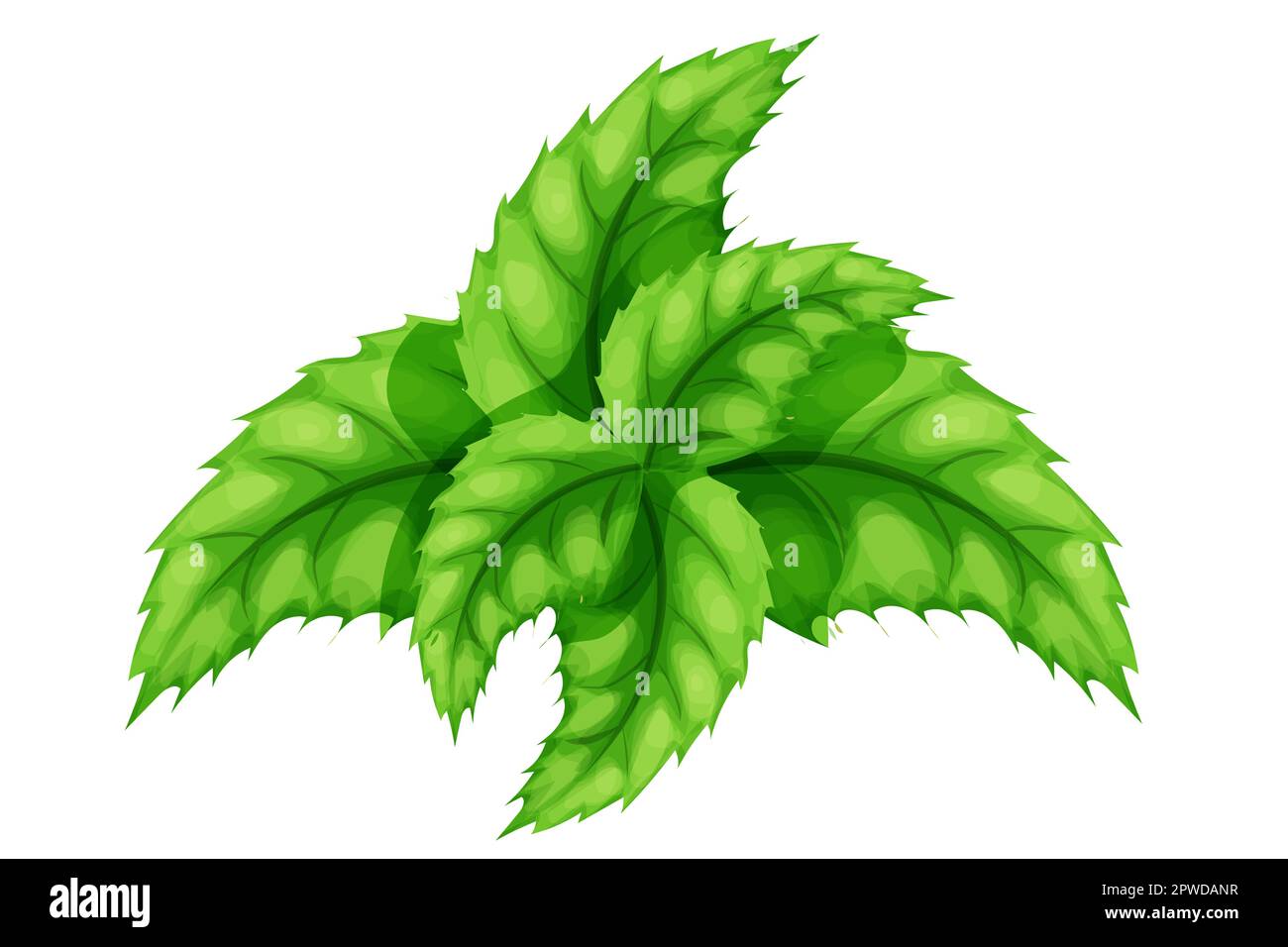 Set Mint, peppermint leaves, mentol herb in cartoon style isolated on ...