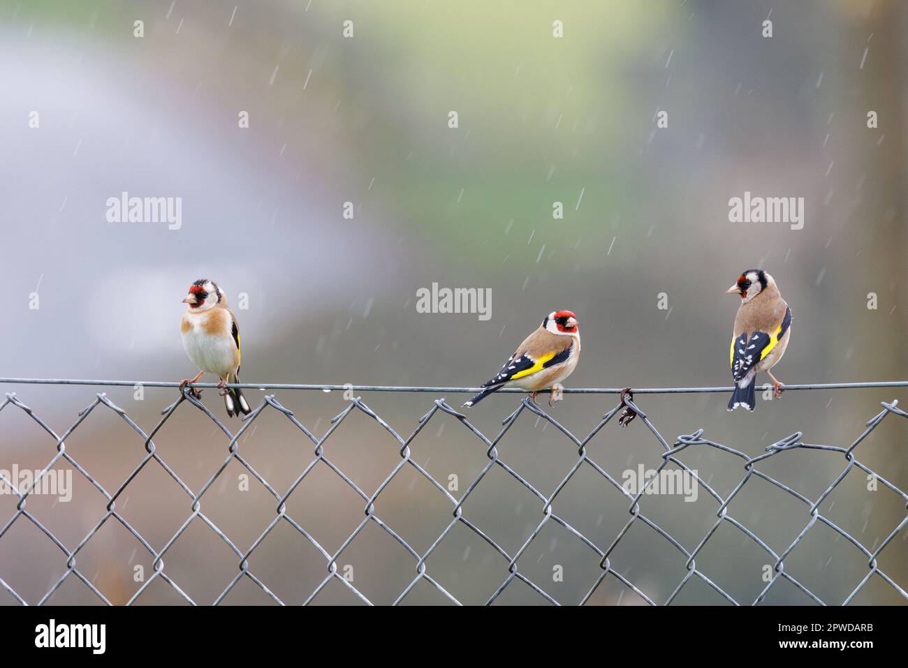 European Goldfinches [ Carduelis carduelis ] three birds on wire fence ...