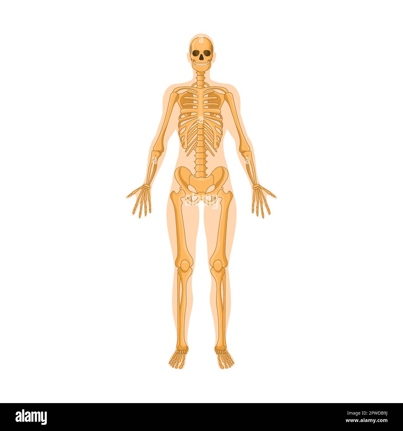 bone apparatus of the human body. Organ system of human body vector ...