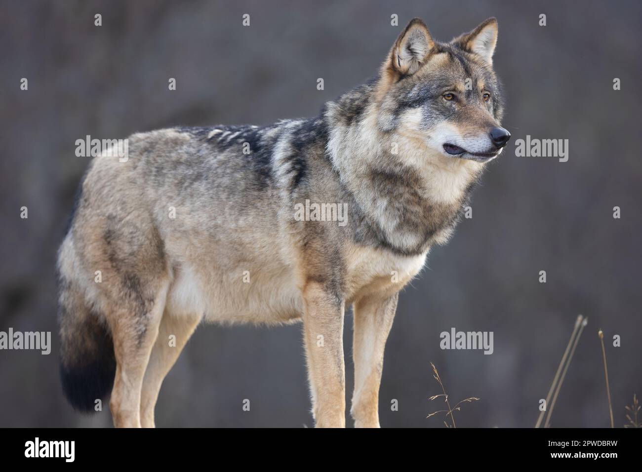 Large adult male grey wolf hi-res stock photography and images - Alamy