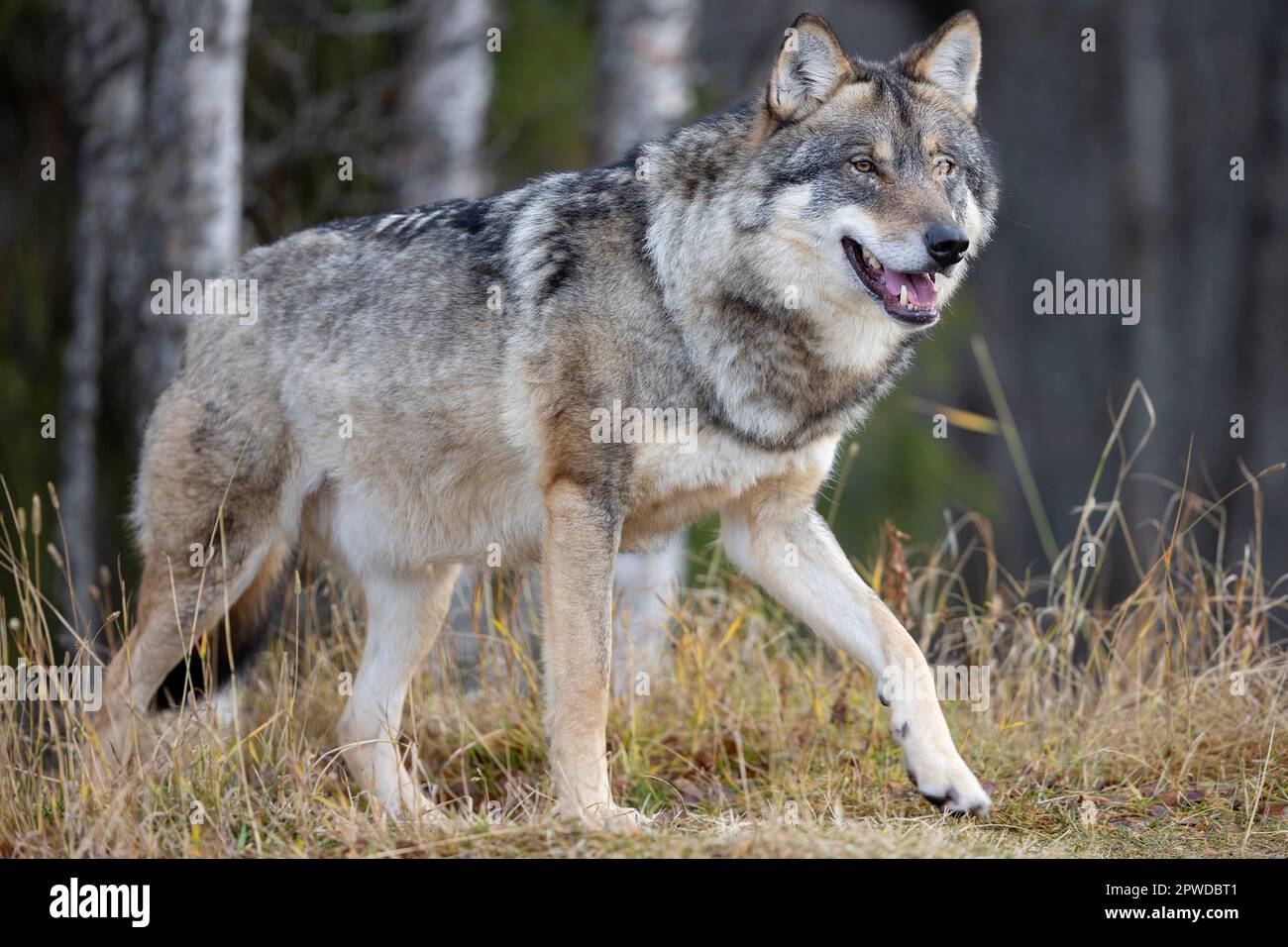 Profile of large male grey wolf walking on a hill in the forest Stock ...